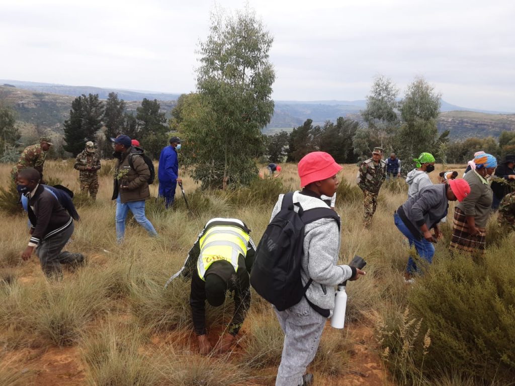 SLB wants tree planting holiday restored - Newsdayonline